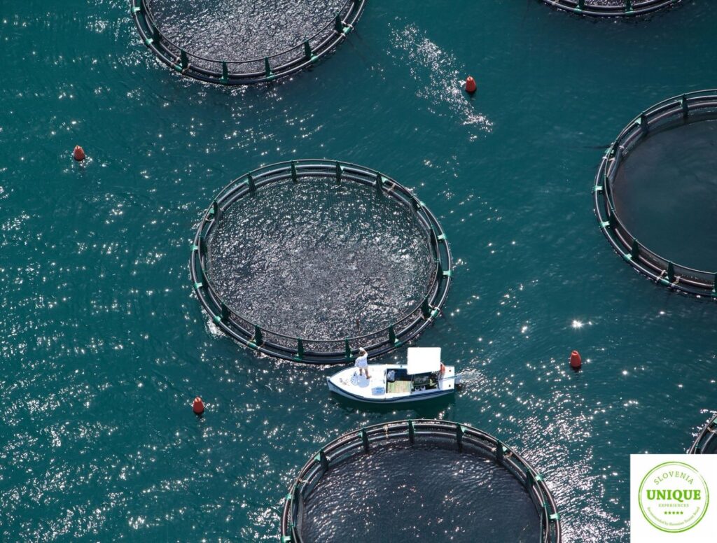 An Unforgettable Day at the Fonda Fish Farm | Portorož & Piran